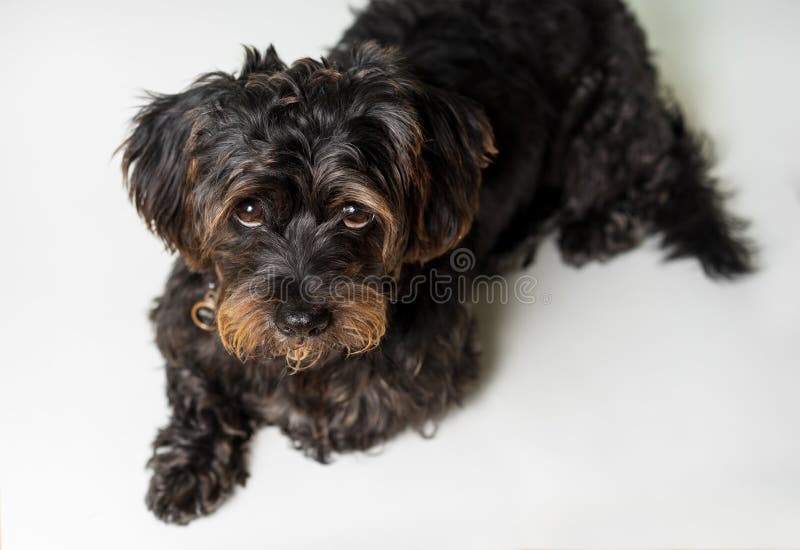 Petit Chien Noir Se Couchant Sur Le Blanc Image stock - Image du ...