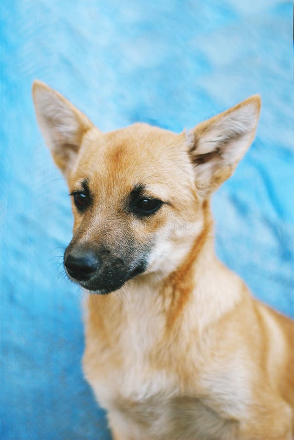 Petit Chien Roux Avec Un Museau Noir Image stock - Image du domestique ...