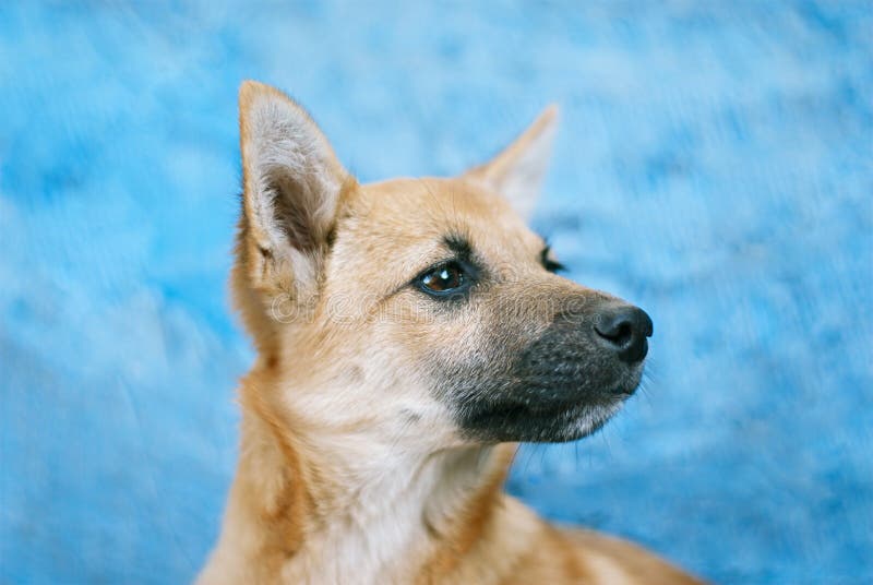 Petit Chien Roux Avec Un Museau Noir Photo stock - Image du bleu, fond ...