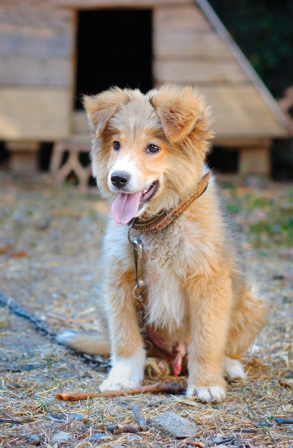 Petit chiot mignon image stock. Image du domestique, créature - 2903237