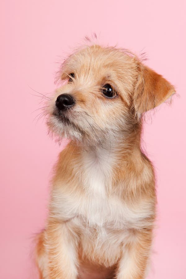 Petit chiot mignon image stock. Image du race, brun, jaune - 37538913