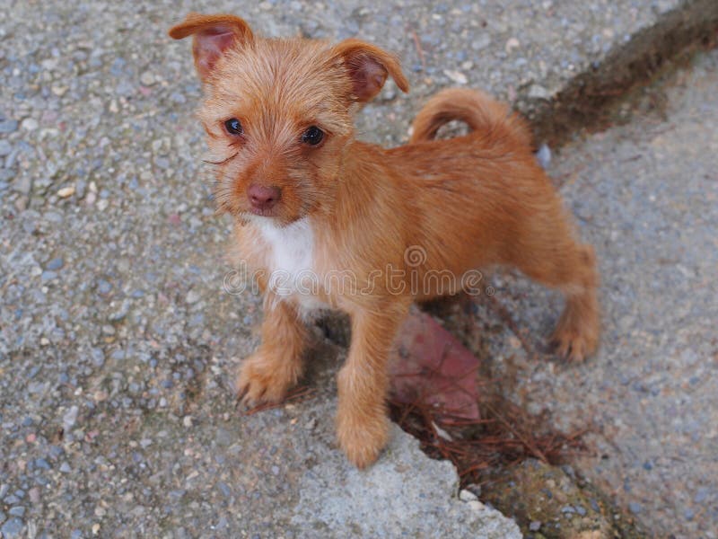 Chiot Roux Posant Sur Un Fond Des Fleurs Roses Portrait D'un Petit ...