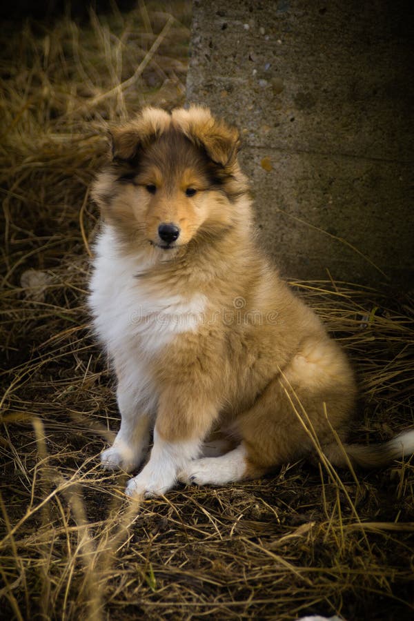 Petit colley image stock. Image du animaux, fourrure, brun - 9443013