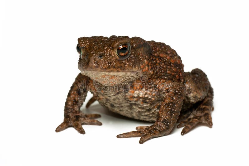 Petit Crapaud Photographie stock libre de droits - Image: 16510627