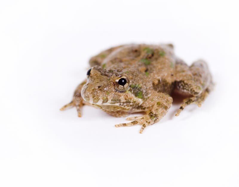 Petit Crapaud Sur Le Fond Blanc Photo stock - Image of blanc, crapaud ...