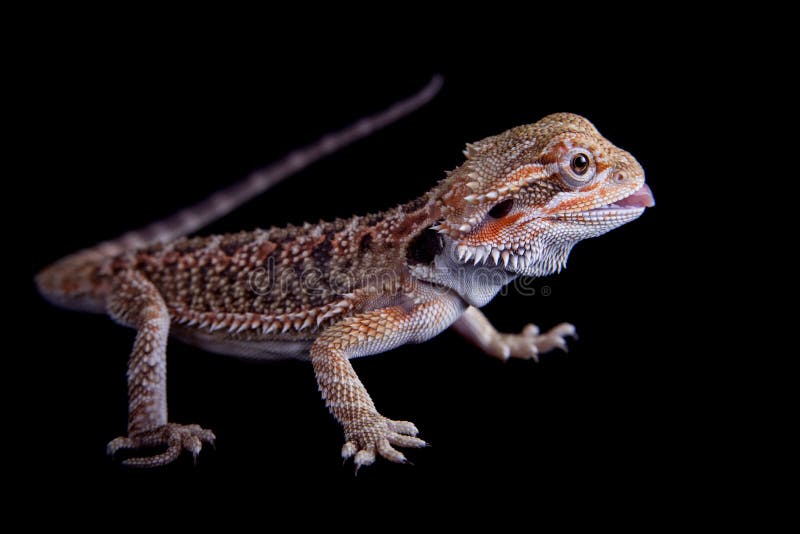 Dragon Barbu Rouge, Vitticeps De Pogona, Sur Le Blanc Image stock ...