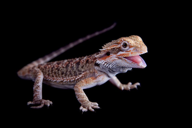 Dragon Barbu Rouge, Vitticeps De Pogona, Sur Le Blanc Image stock ...
