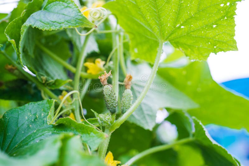 Petit Fruit Du Concombre Deux Avec Des Fleurs Image stock - Image du ...