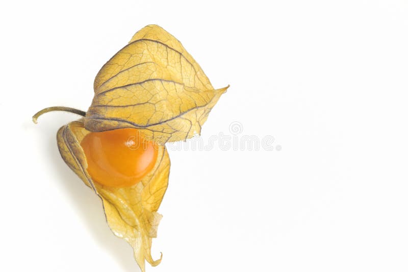 Photos de Petit Fruit Jaune De Phisalis - Photos de stock gratuites et ...
