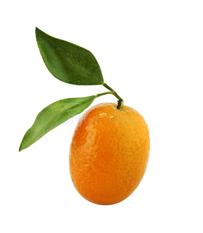 Petit fruit orange image stock. Image du mûr, frais, normal - 32059429