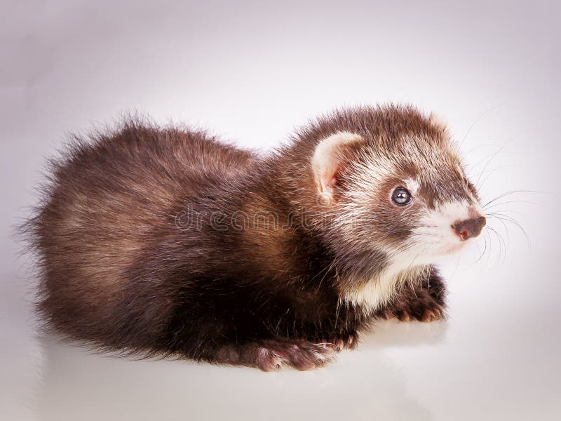 2,674 Furet Mignon Photos libres de droits et gratuites de Dreamstime