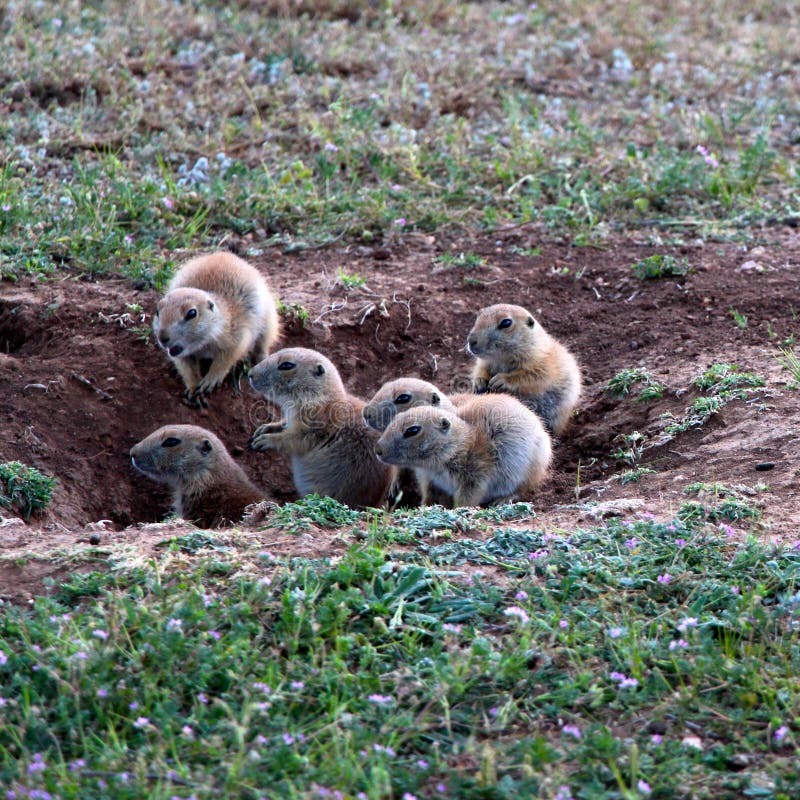 Petit Groupe De Chien De Praire Image stock - Image du ressort, attente ...