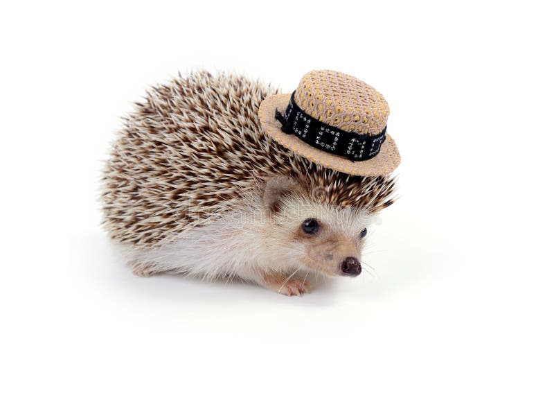 Petit hérisson. image stock. Image du pygmée, chapeau - 33983821