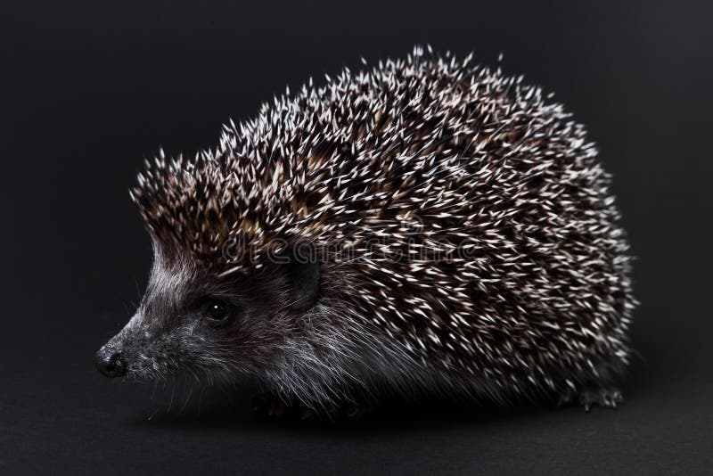 Petit Hérisson Mignon D'isolement Sur Le Noir Image stock - Image du ...