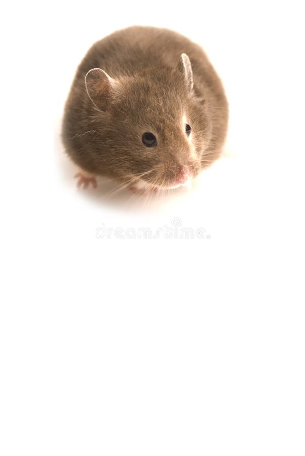 Rongeur domestique photo stock. Image du souris, hamster - 23323574