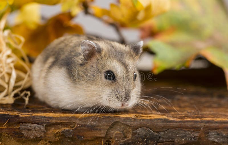 Petit Hamster D'animal Familier Image stock - Image du nain, brun: 78858569