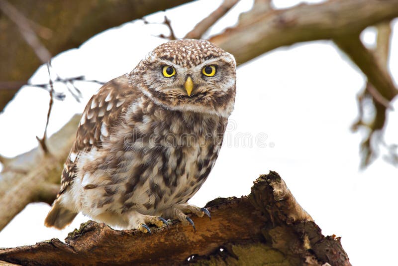 Petit hibou photo stock. Image du brun, alerte, petit - 24003184