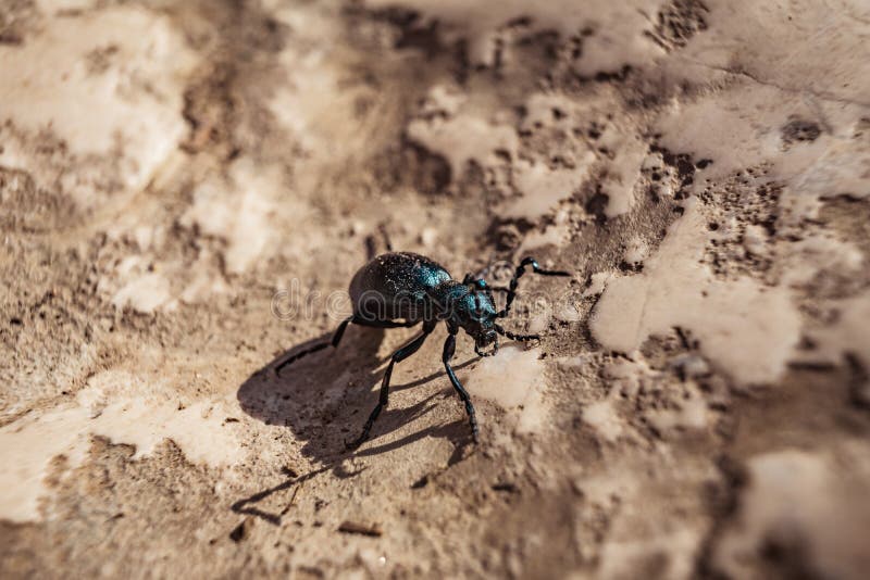 Images Insectes Au Sol - Téléchargez 664 Photos libres de droits