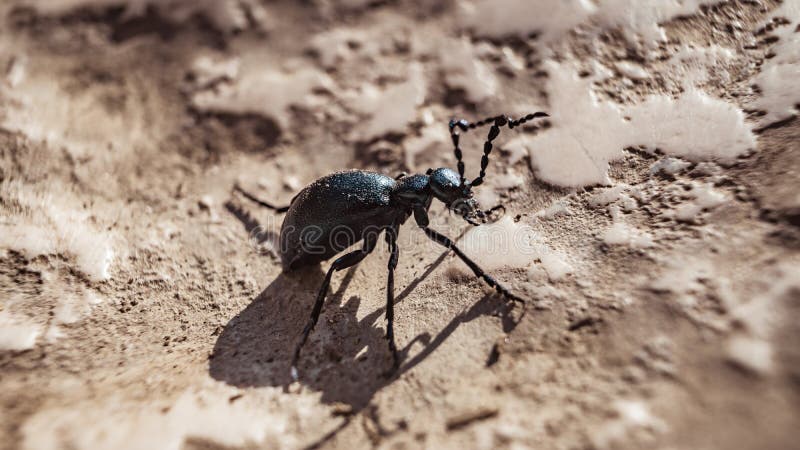 Images Insectes Au Sol - Téléchargez 664 Photos libres de droits