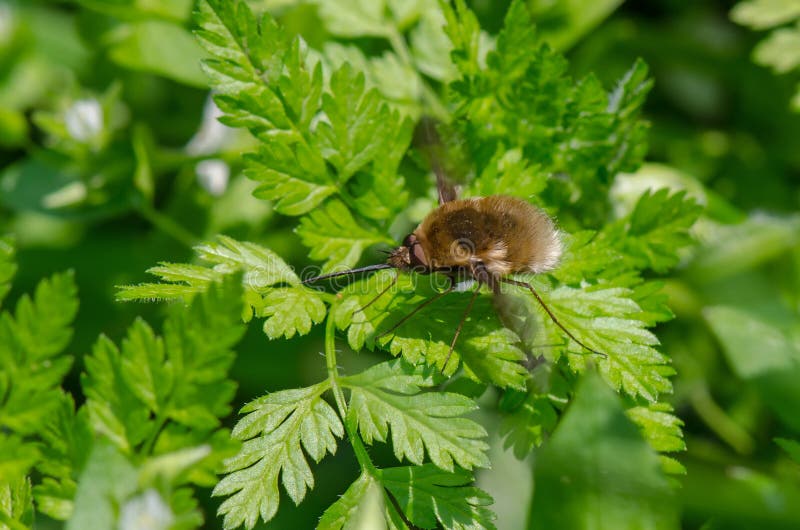 Petit insecte brun velu image stock. Image du noir, insecte - 35060295