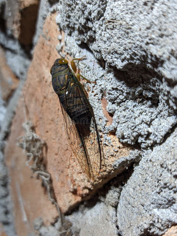 Mois Brun D'insectes Nocturnes Image stock - Image du office, faucon ...