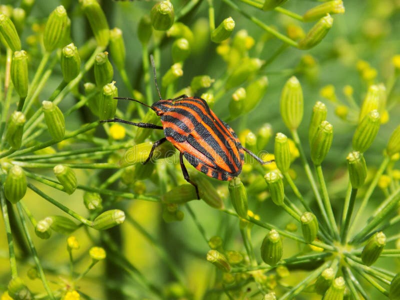 Petit Insecte Rouge-noir Sur La Fleur Image stock - Image du noir ...