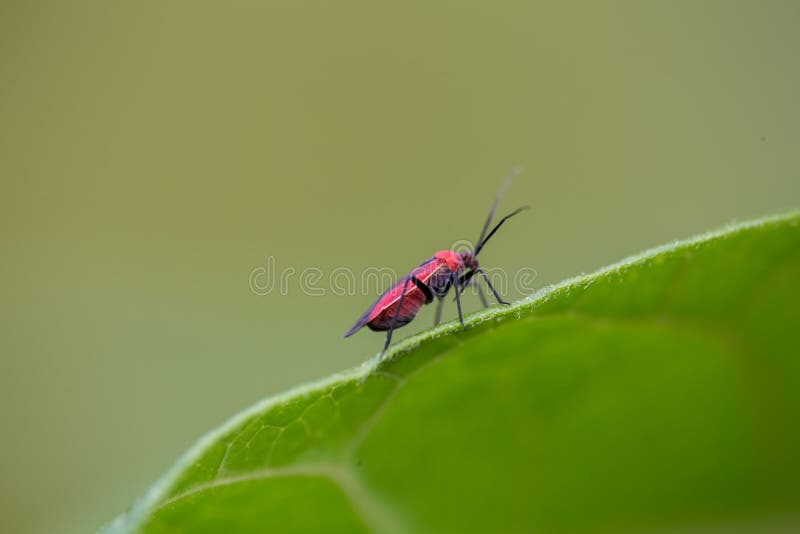 Petit Insecte Rouge Sur Une Feuille Verte 1 Image stock - Image du noir ...