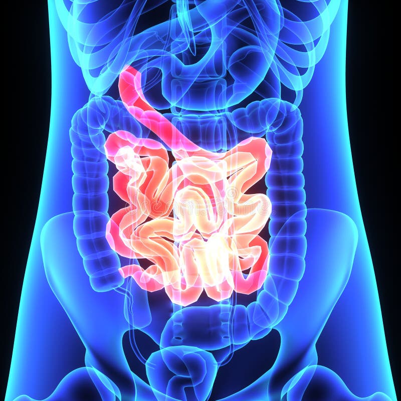 Organes De Corps Humain (anatomie D'estomac) Illustration Stock ...