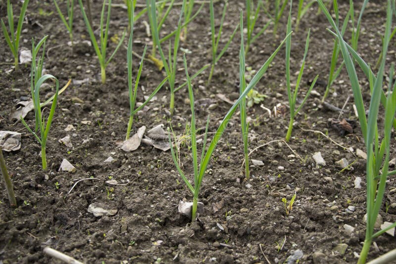 Petit Jeune Arbre D'ail Sur La Terre Photo stock - Image du collecte ...