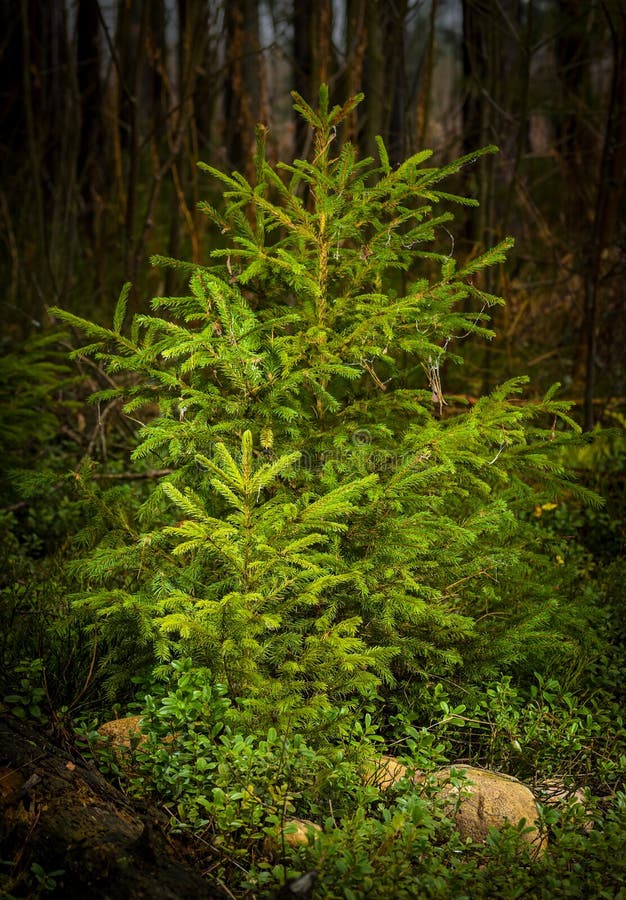 Petit jeune sapin vert image stock. Image du tranquille - 33207361