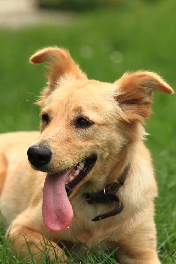 Petit Labrador Dans L'herbe Verte Photo stock - Image du homme, animal ...