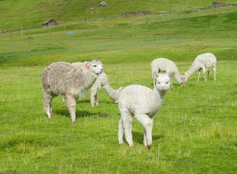 Portrait drôle d'un lama image stock. Image du animal - 73296111