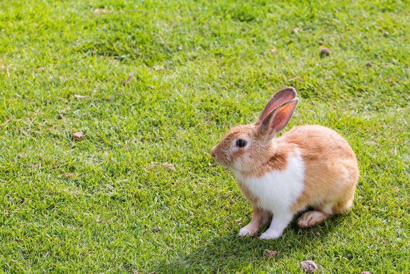 Petit lapin brun mignon image stock. Image du doux, longtemps - 33554303