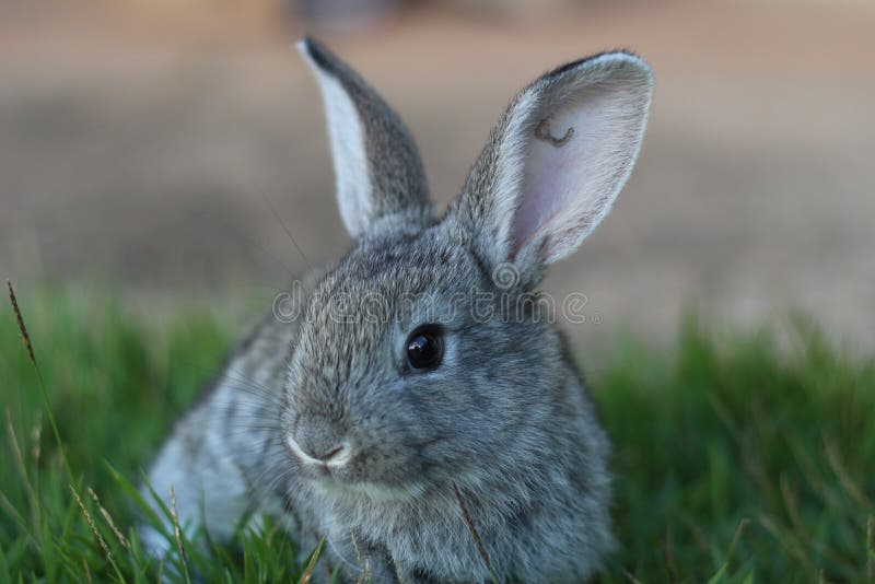 Petit lapin gris photo stock. Image du lapin, rongeur - 49149772