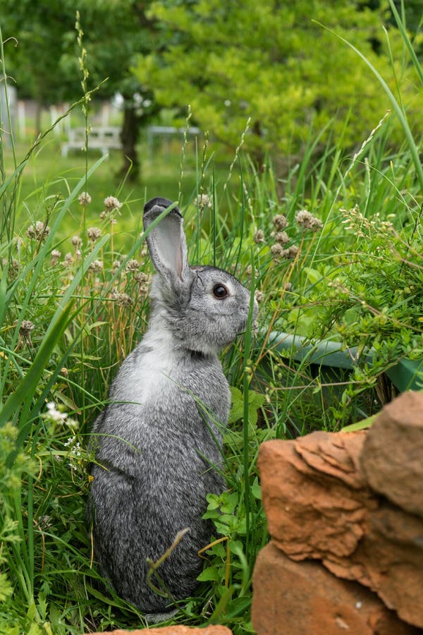 Un Lapin Adorable, Mignon, Petit, Gris Photo stock - Image du adorable ...
