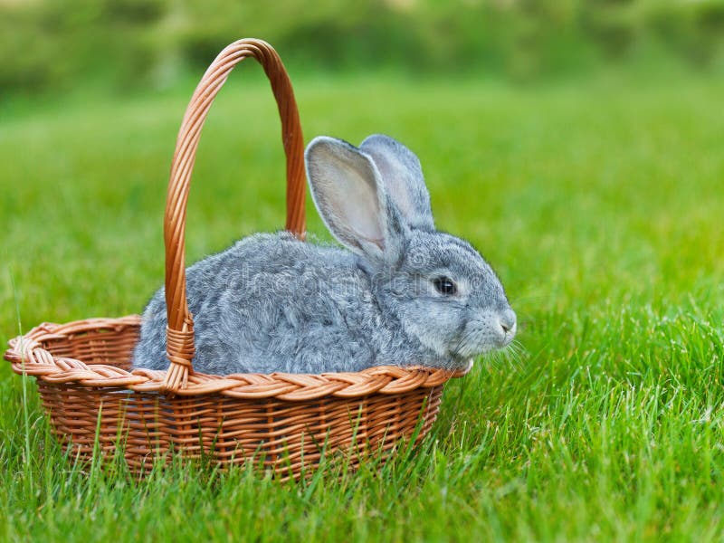 Petit Lapin Mignon Dans Le Panier Photo stock - Image du rouge, bunnie ...