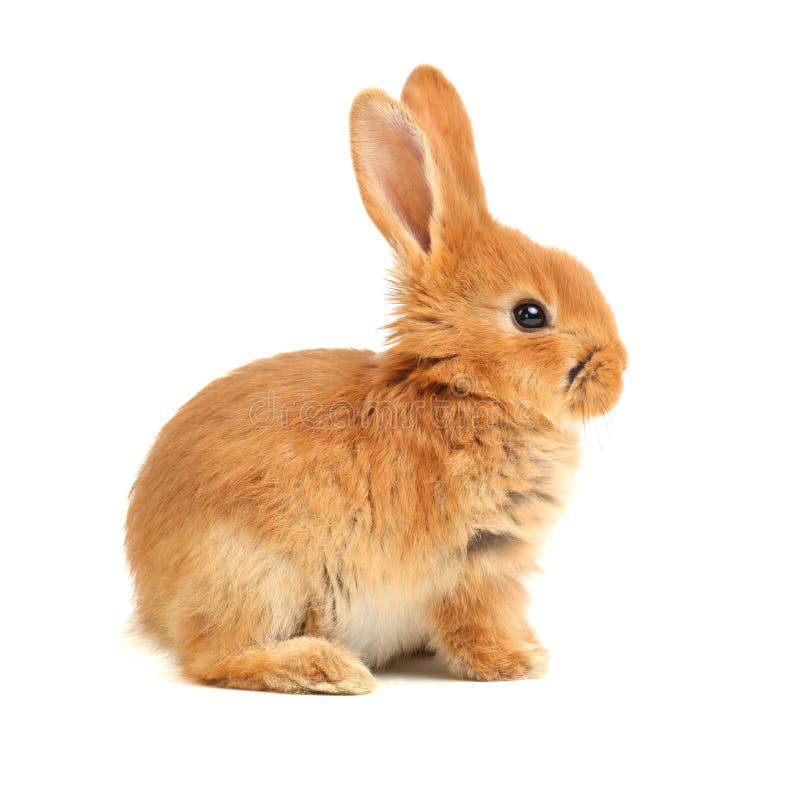 Petit lapin mignon photo stock. Image du géant, pâques - 105559098