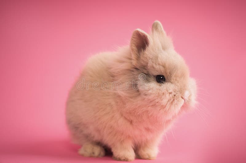 Petit lapin mignon image stock. Image du animaux, animal - 30889003