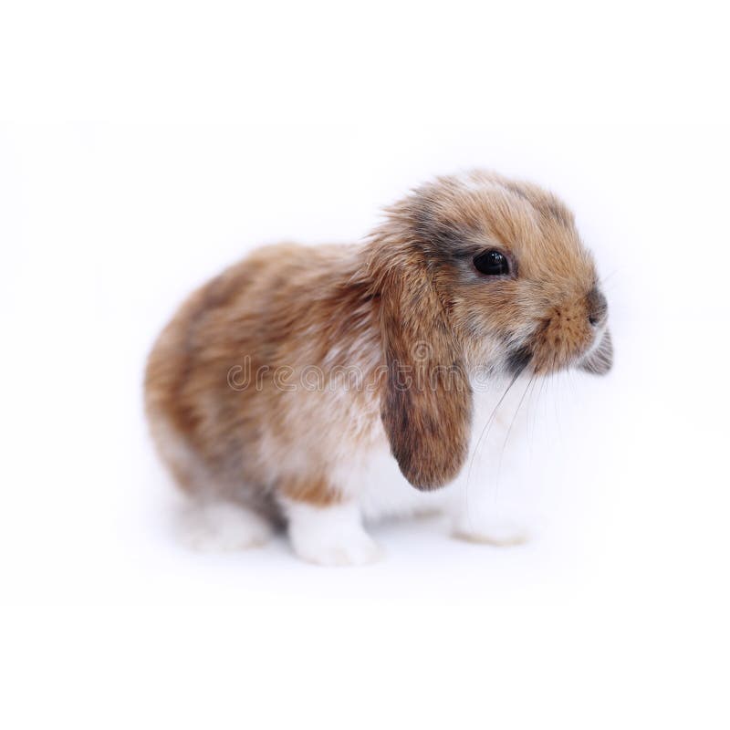 Petit lapin mignon image stock. Image du beau, amusement - 32004535