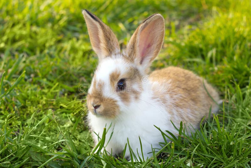 Petit lapin gris image stock. Image du herbe, herbivore - 71033371