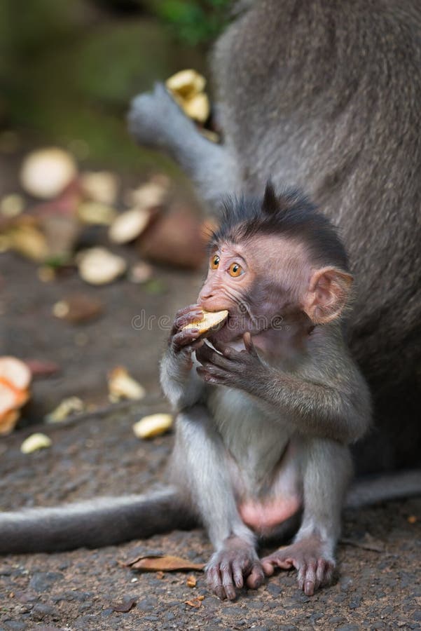 Petit Macaque De Chind De Singe Photo stock - Image du jungle, asie ...