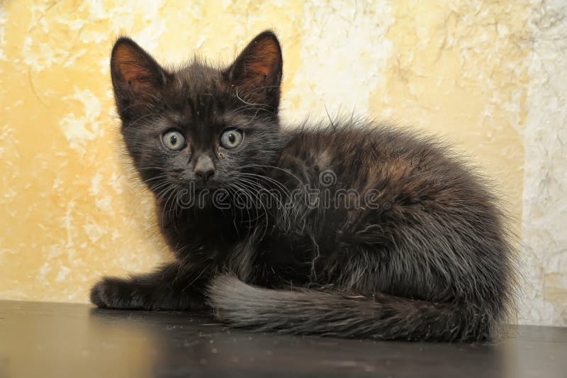 Petit Noir Avec Le Chaton D'yeux Bleus Photo stock - Image du drôle ...