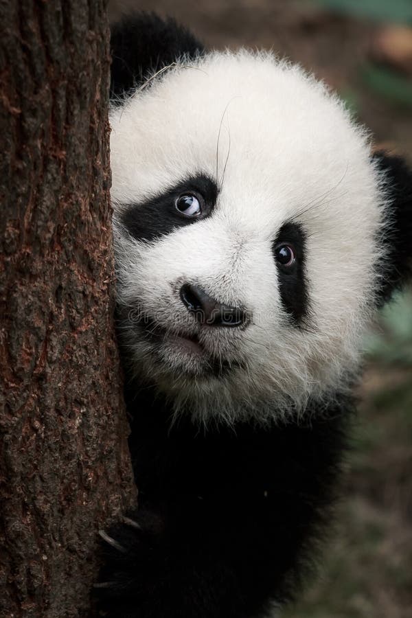 Petit panda mignon photo stock. Image du noir, mignon - 64522354