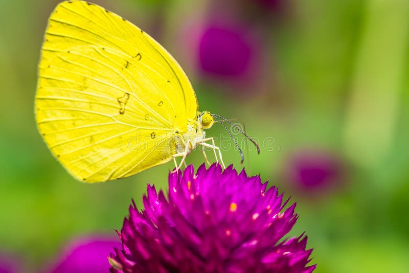 Petit Papillon Jaune Sur La Fleur Pourpre Image stock - Image du ...
