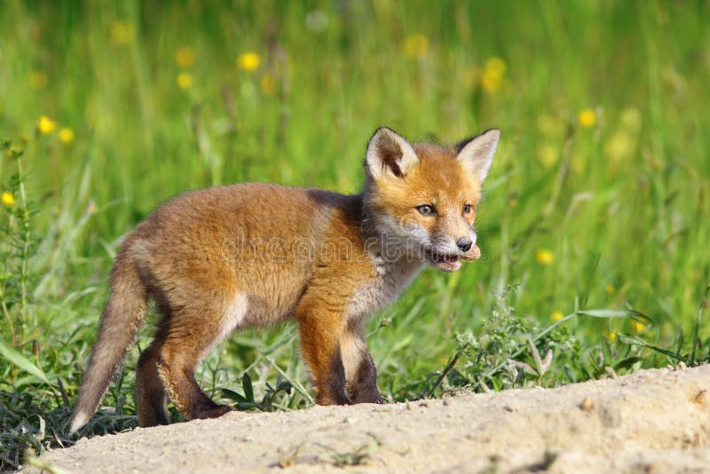 Renard Rouge De Petit Animal Photo stock - Image du chasseur, renards ...