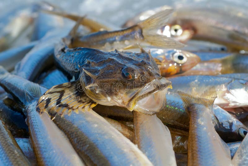 Petit pigfish 2 photo stock. Image du bouche, anomalie - 22939876