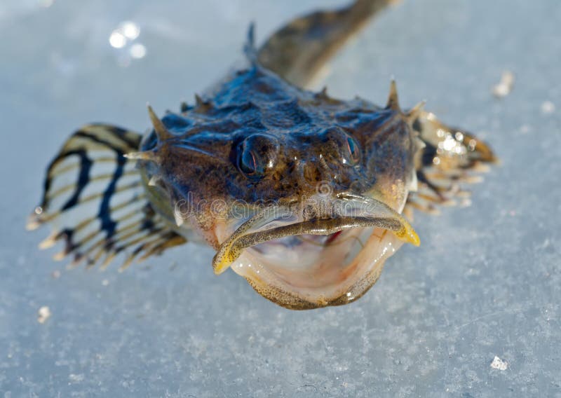 Petit pigfish 9 photo stock. Image du bouche, observé - 23412278