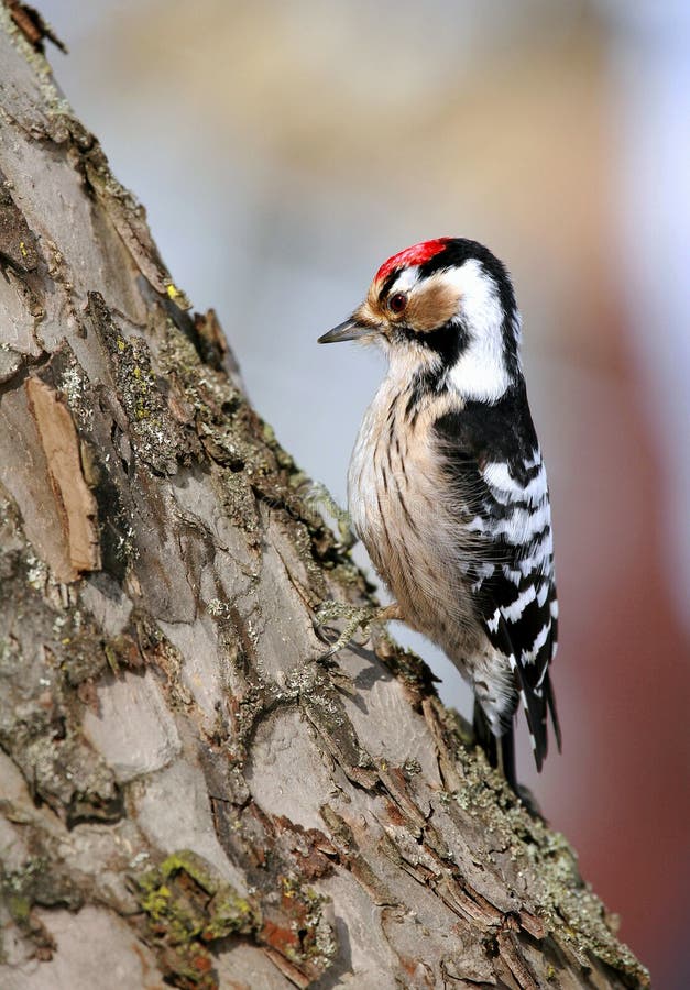 Pivert image stock. Image du faune, sauvage, arbre, oiseau - 413157