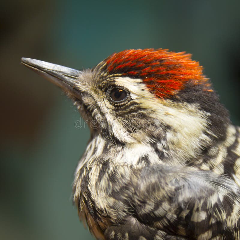 Petit pivert d'oiseau photo stock. Image du pivert, forêt - 51768350