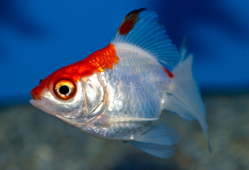 7,378 Poisson Rouge Rouge Et Blanc Photos libres de droits et gratuites ...